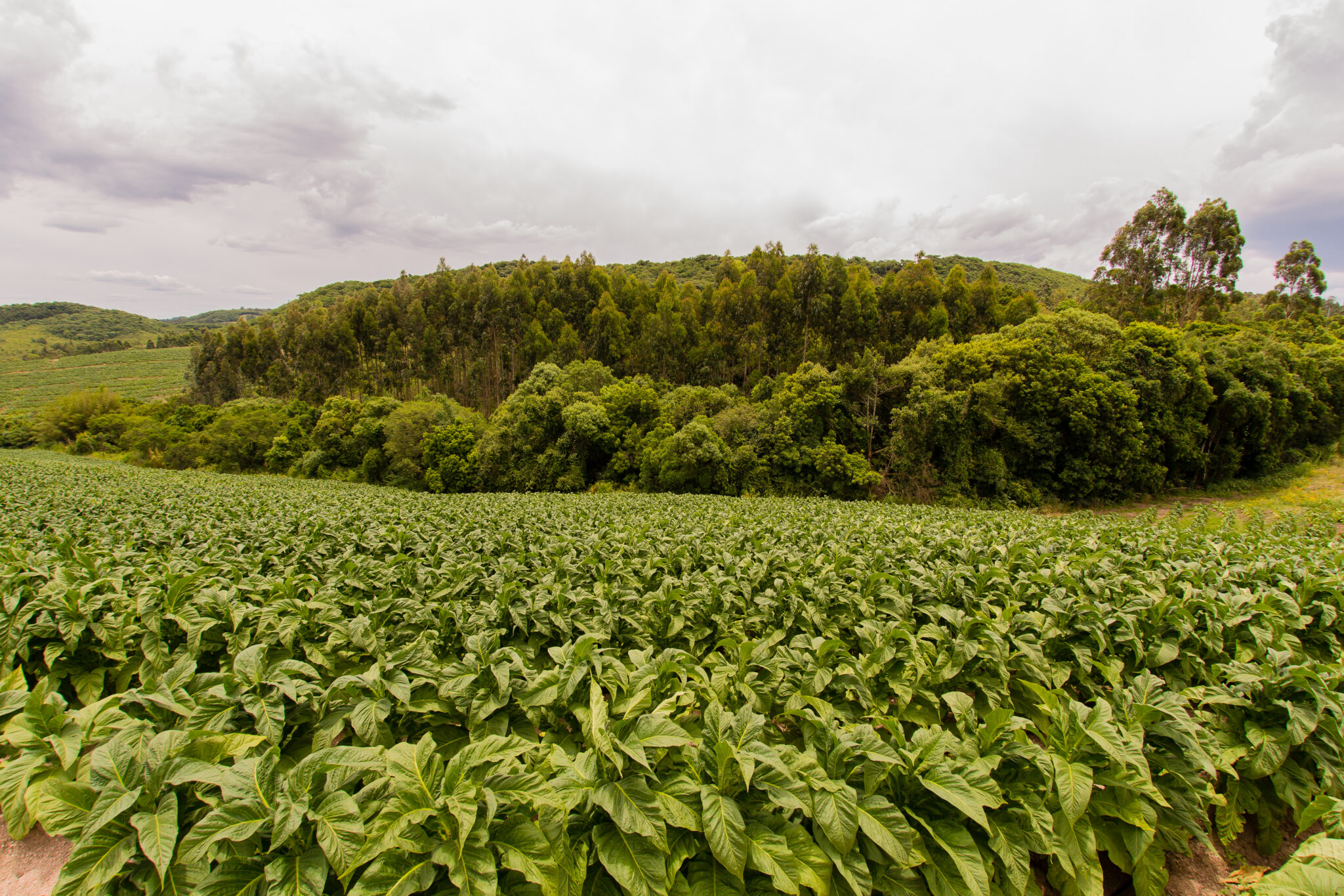 Diagramação relatório anual 2022 British American Tobacco - Agência ...